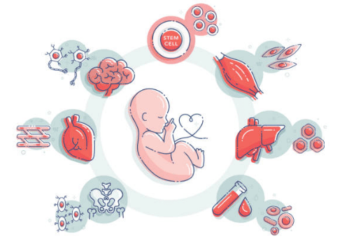 Cord Blood Facts: Benefits of your Baby’s Umbilical Cord Blood after Birth