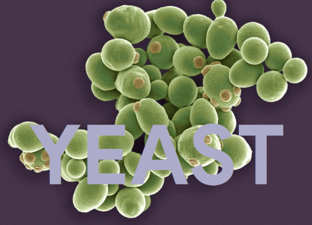 Yeast: Production, Economic Importance and Health Benefits of Yeast ...